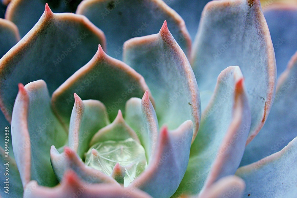 Macro succulent Cactus plant ,Echeveria elegans ,Rose Cabbage ,thick ...