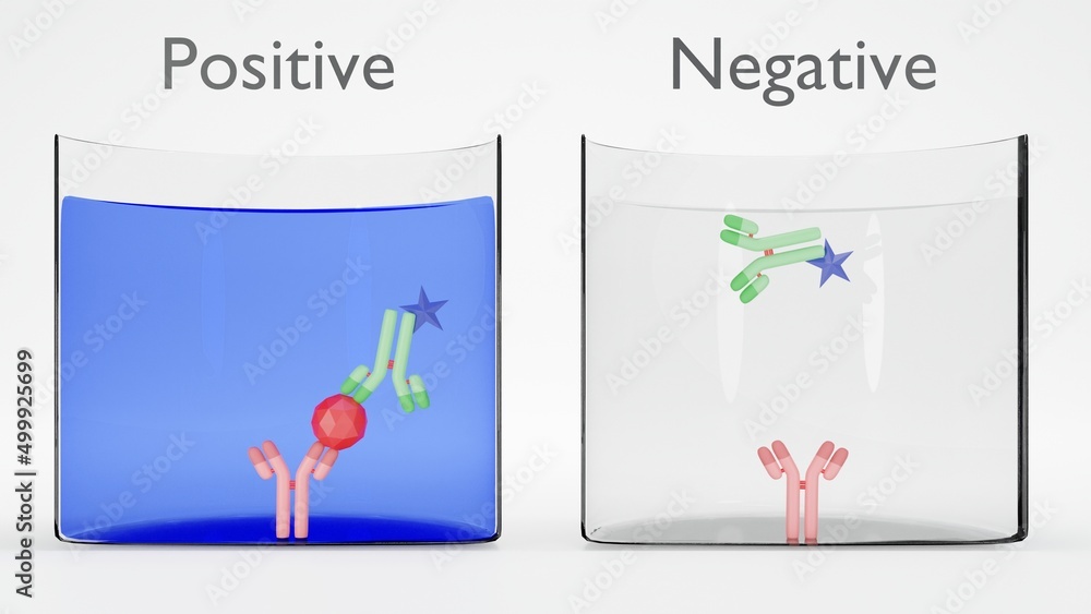 3D illustration of sandwich ELISA, immunoassay. Cross section of well ...