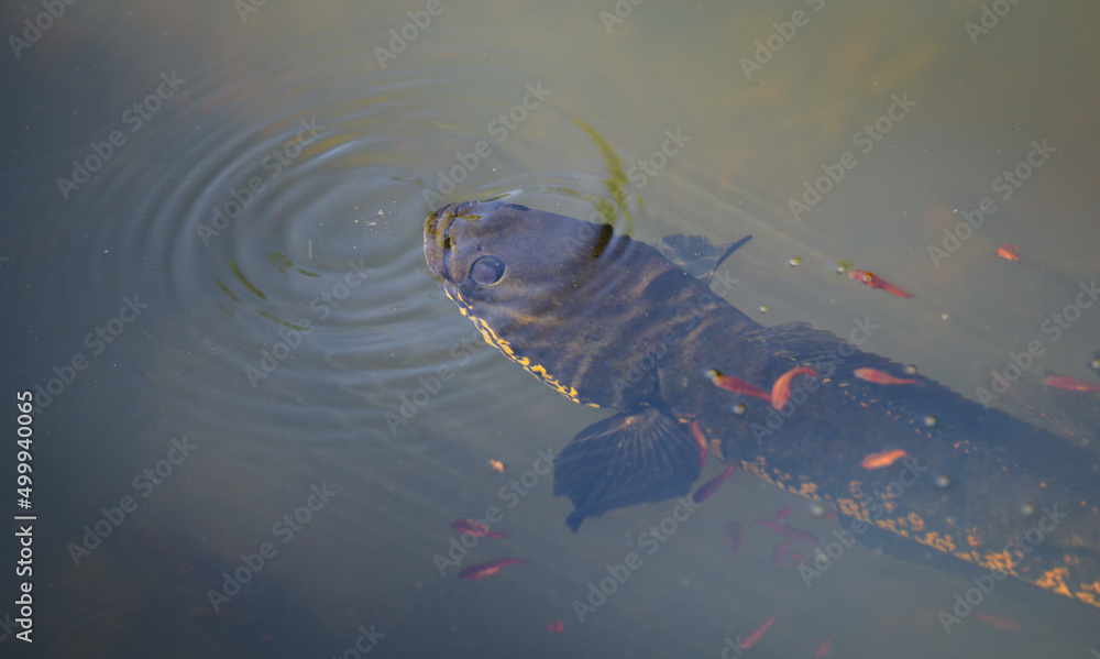 Snakehead Murrel fish and its babies swim close by, overhead shot from ...