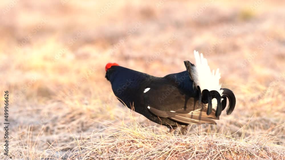 Vídeo do Stock: Bird Black Grouse, Tetrao tetrix, in marshland, Finland ...