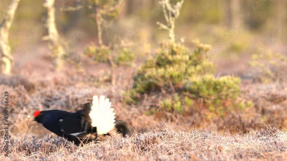 Video Stock Bird Black Grouse, Tetrao tetrix, in marshland, Finland ...