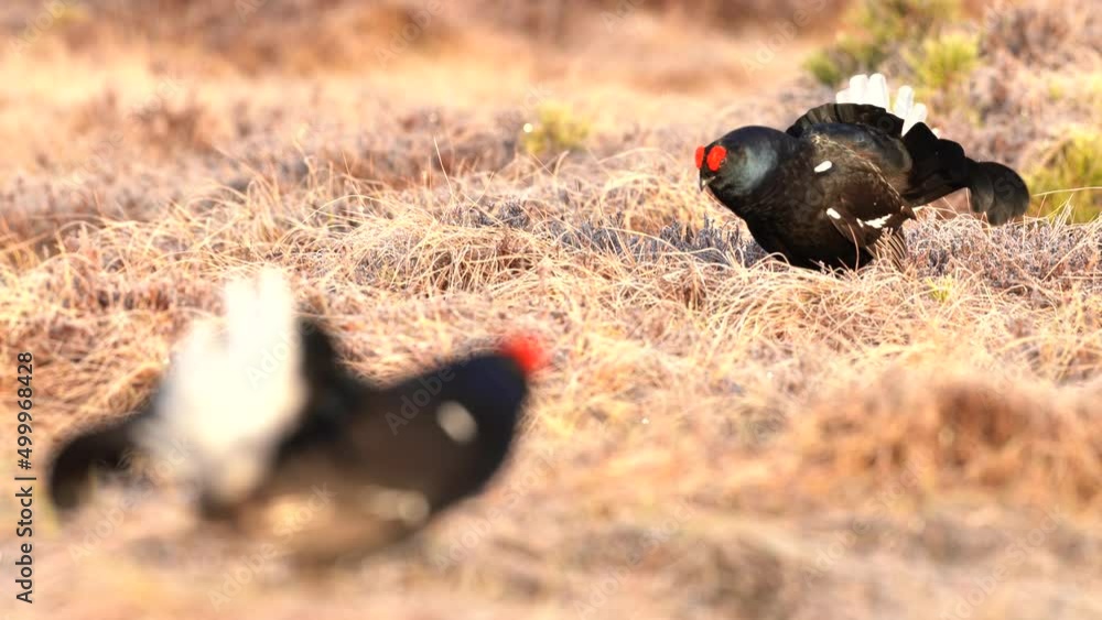 Bird Black Grouse, Tetrao tetrix, in marshland, Finland. Spring mating ...