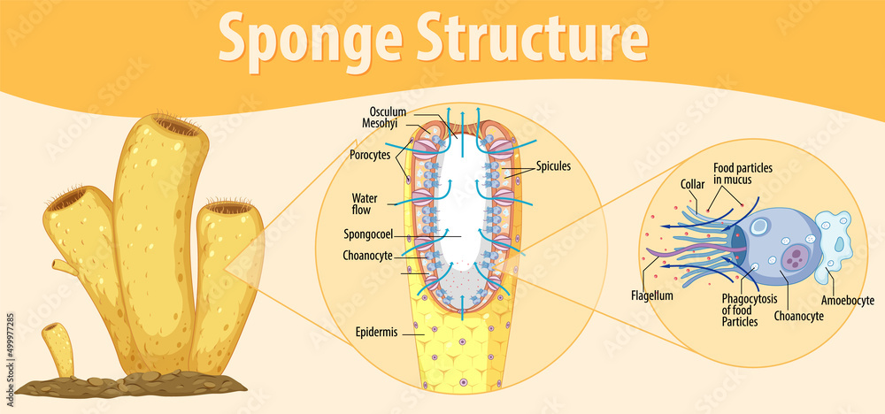 Diagram showing structure of sponge Stock Vector | Adobe Stock