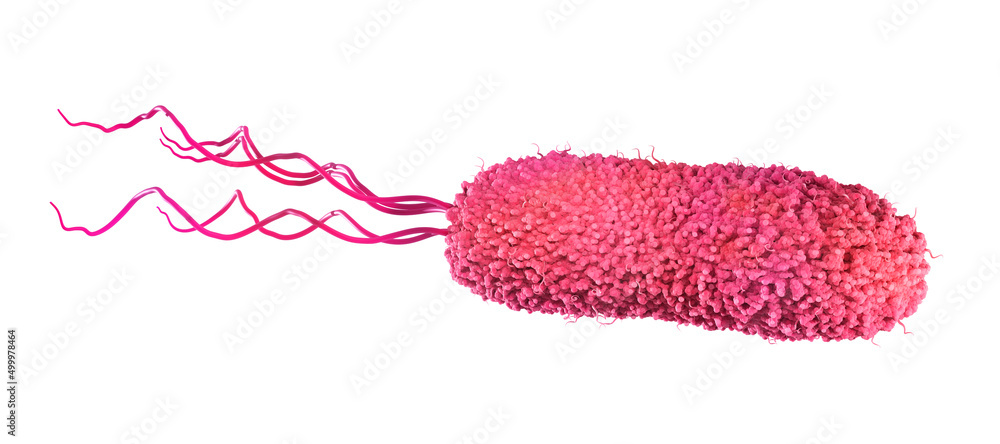 Lophotrichous flagella arrangement, illustration Stock Photo | Adobe Stock