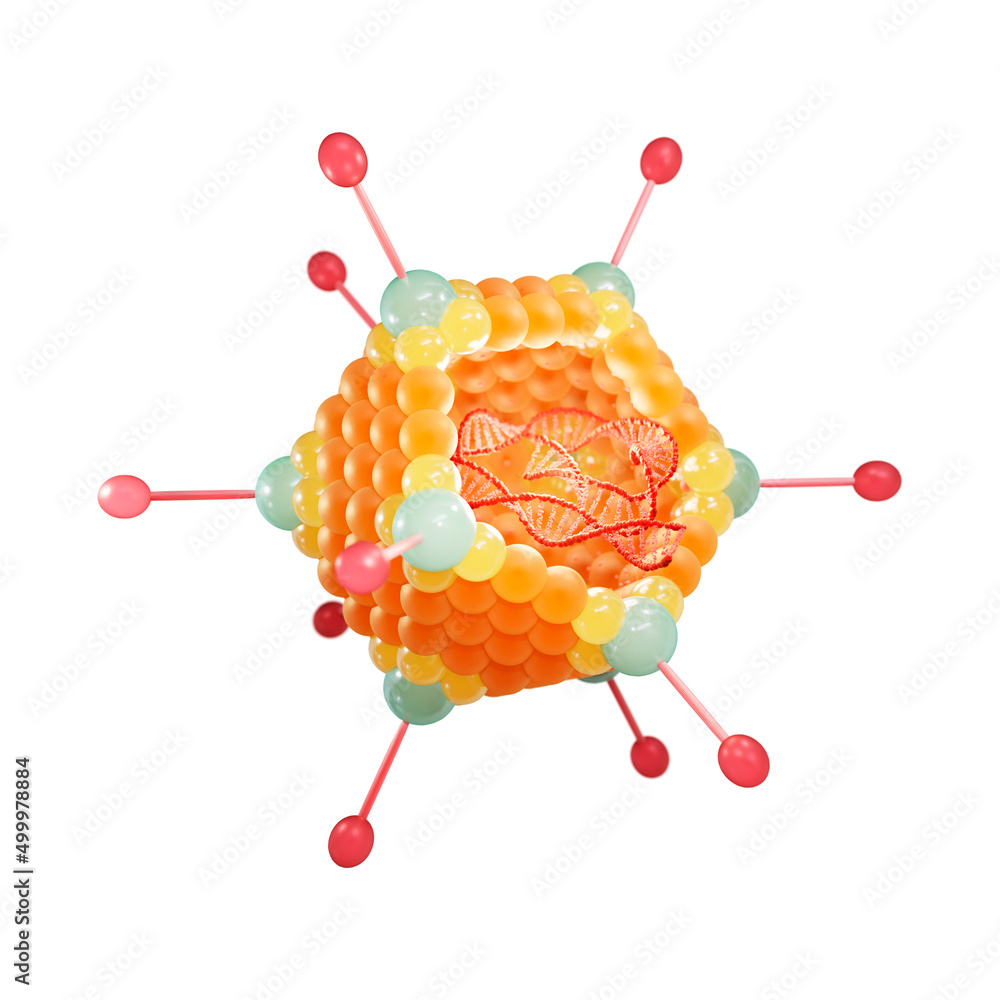 Adenovirus structure, illustration Stock Photo | Adobe Stock
