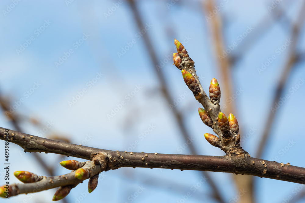 budding buds on a tree branch in early spring macro Stock Photo | Adobe ...