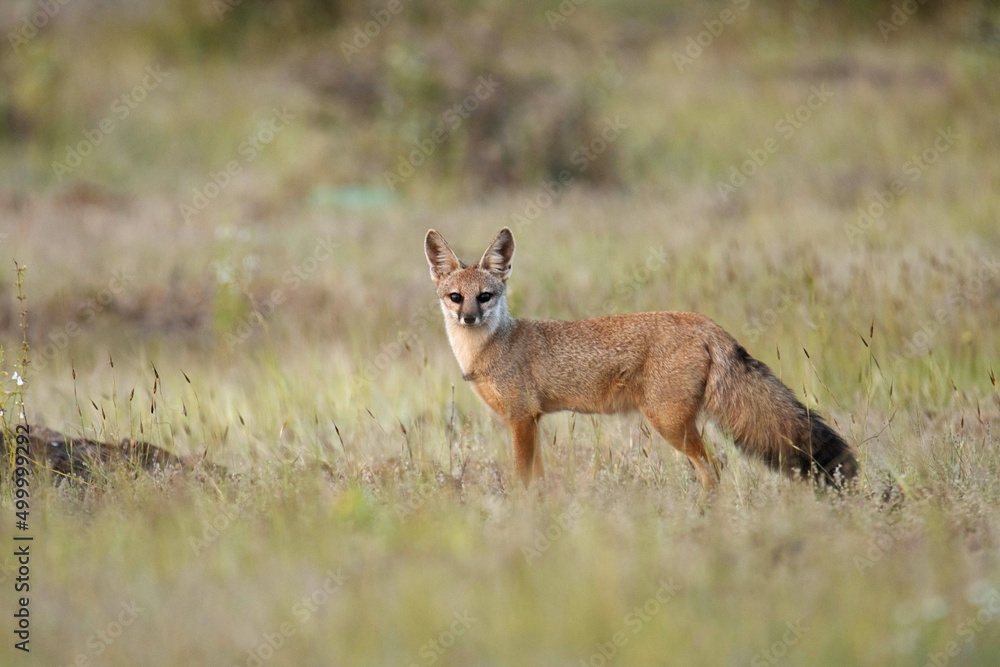 The Bengal fox, Vulpes bengalensis also known as the Indian fox, is a ...