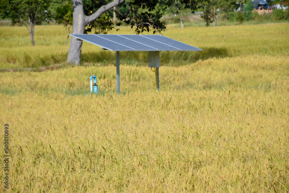 Grow rice from solar energy to renewable energy, use it to suck water ...