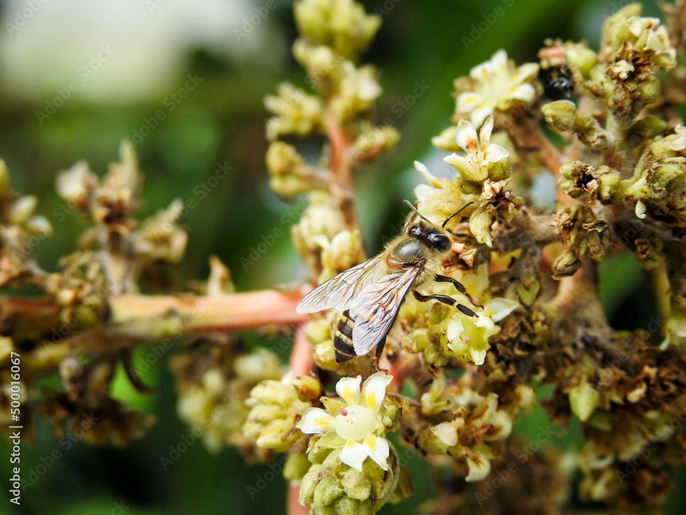 A close up shot of a honey bee on mango tree fruit sprouts and flowers ...