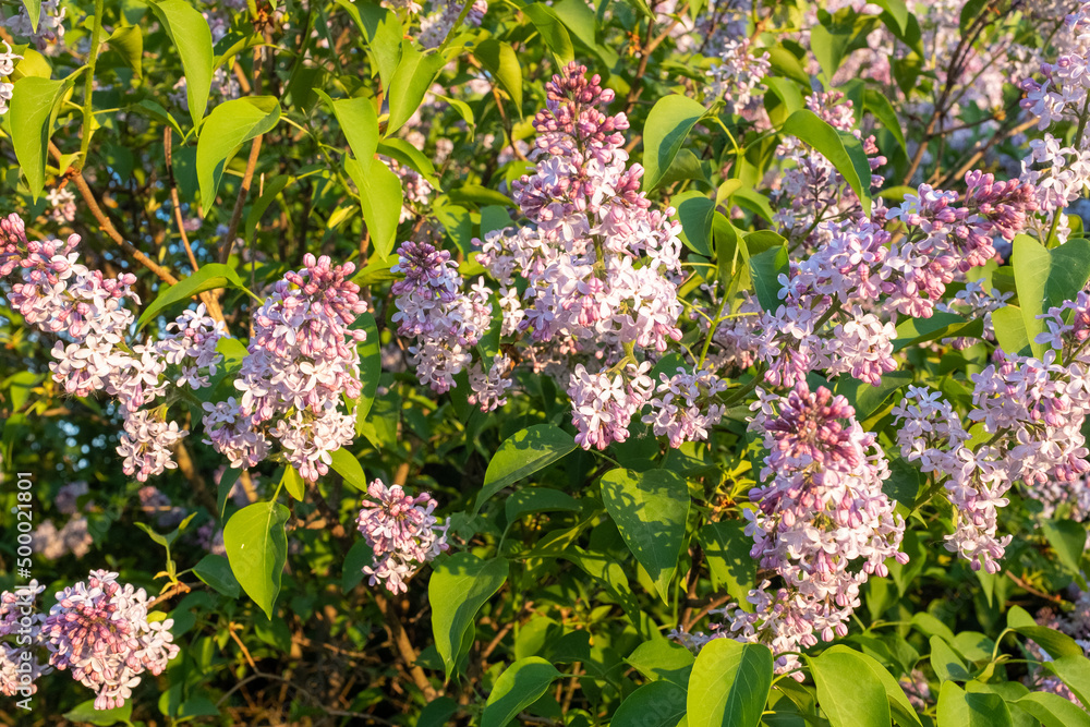 Background from bush lilac with inflorescences of flowers and green ...