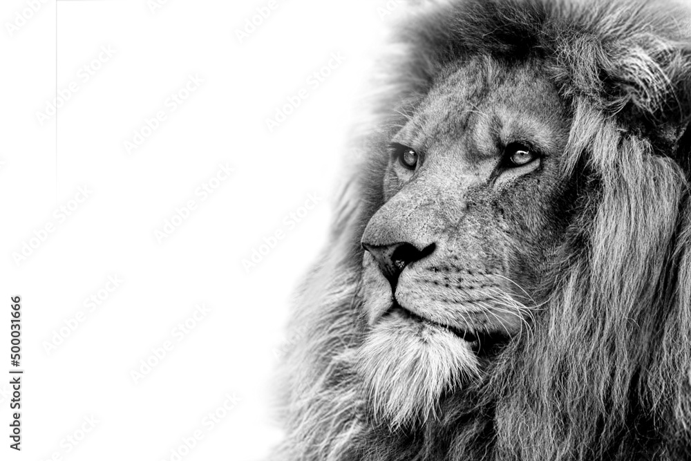Grayscale of a lion with a white background Stock Photo | Adobe Stock
