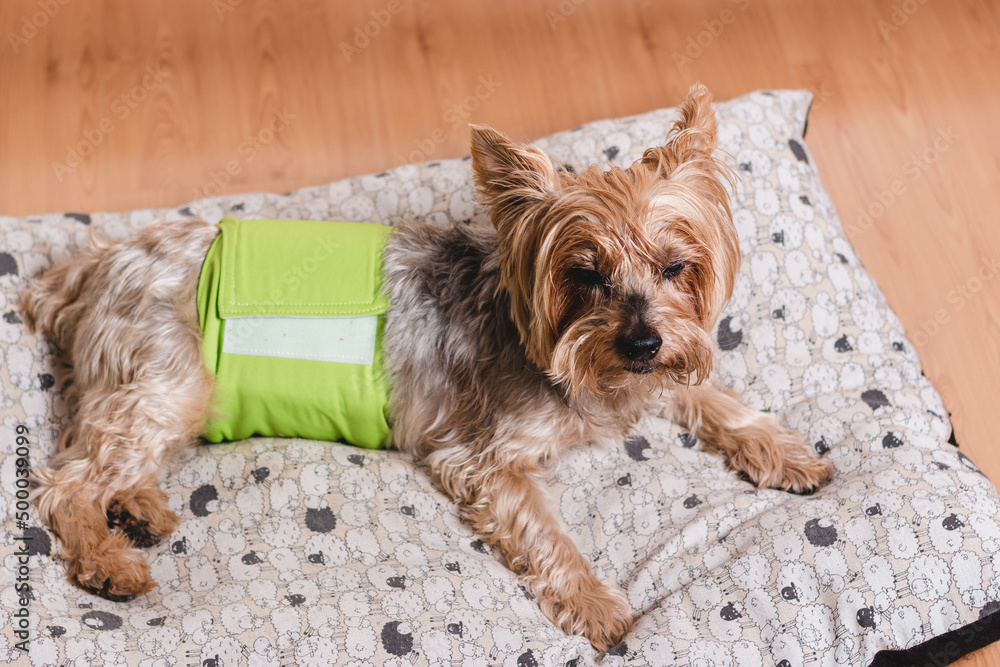 Senior Yorkshire terrier lying on his bed and wearing a diaper for ...
