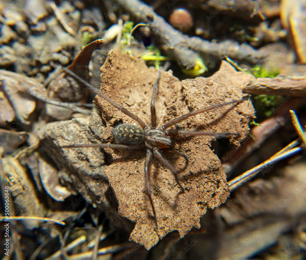 Eine Nahaufnahme einer großen Winkelspinne. Sie gehört zu den ...