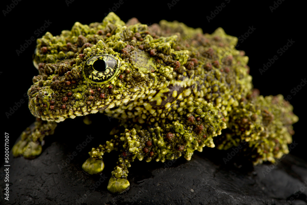 Vietnamese Mossy frog (Theloderma corticale) Stock Photo | Adobe Stock