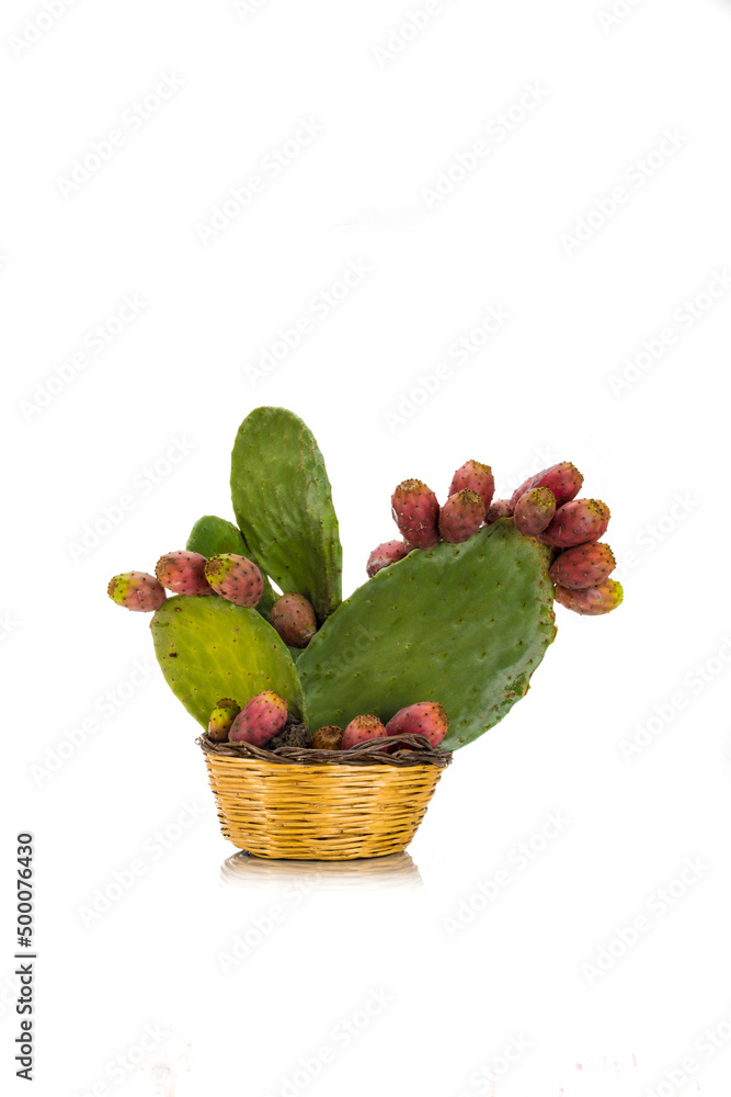 FICHIDINDIA FICO INDIA FICUS INDICA Stock Photo | Adobe Stock