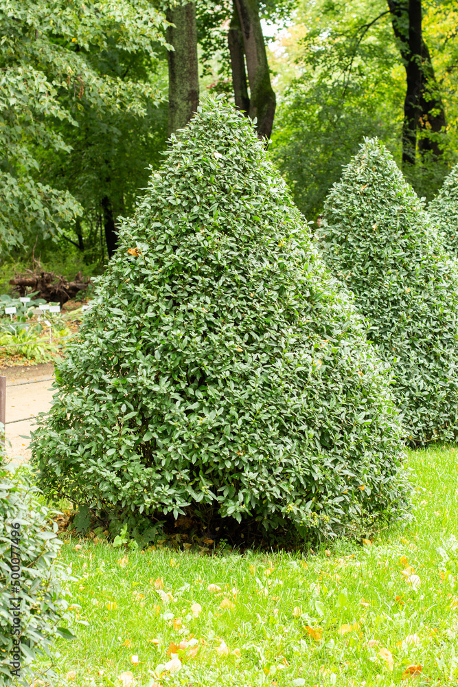 Pyramid of privet ornamental garden pruning, medicinal plant. Green ...