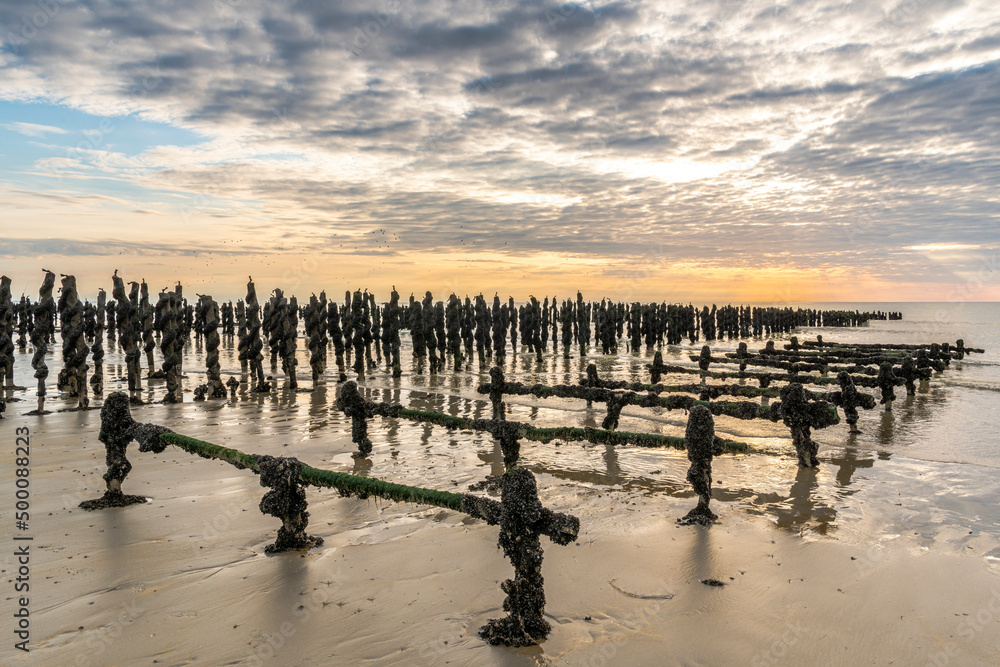 Moules de bouchots sur la plage des Hauts de France (Quend-Plage) Stock ...