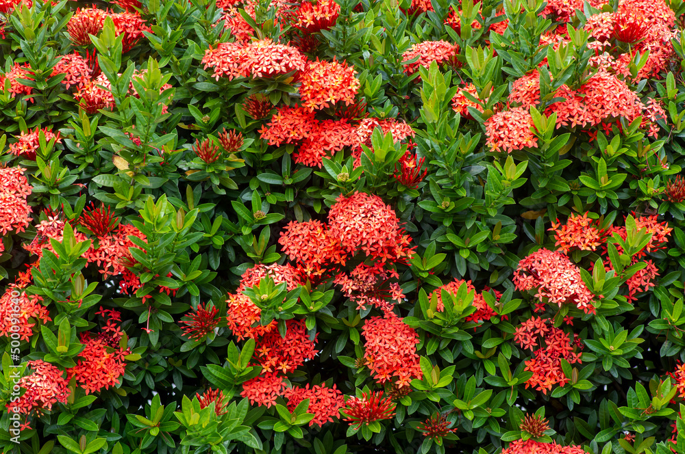 Soka Flower, Ixora coccinea, Jungle geranium, Flame of the Woods, a ...