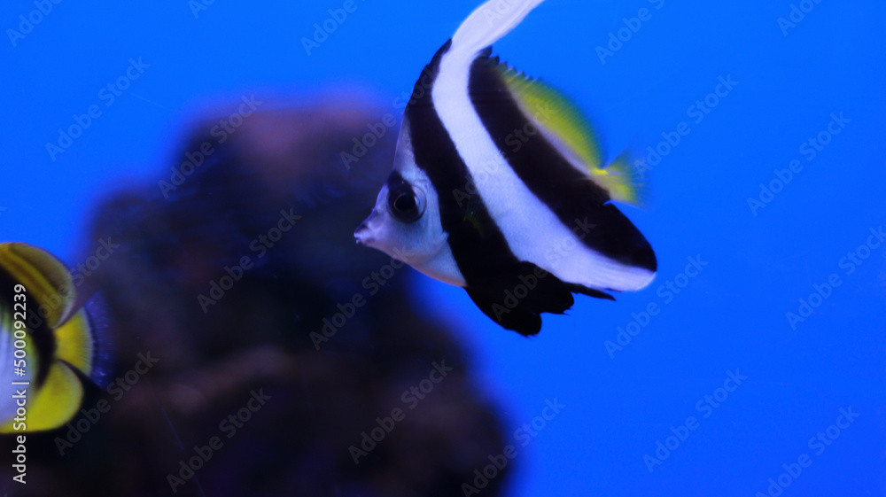 Angel fish long taile aquarium fish Stock Photo | Adobe Stock