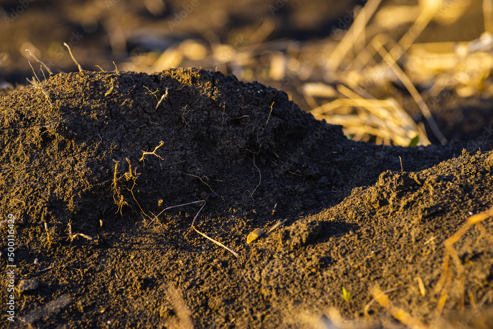 Clean soil for cultivation. Dry texture top view. Loose black soil in ...