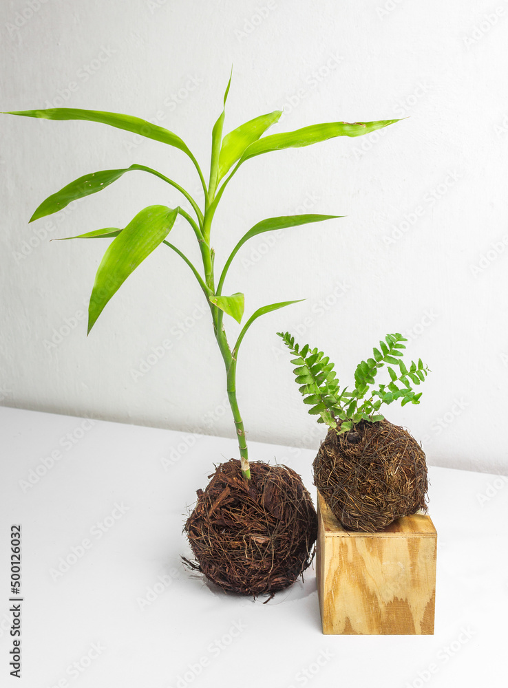 Kokedamas on modern wooden bases, plant inside cocunut fibers ball, DIY ...