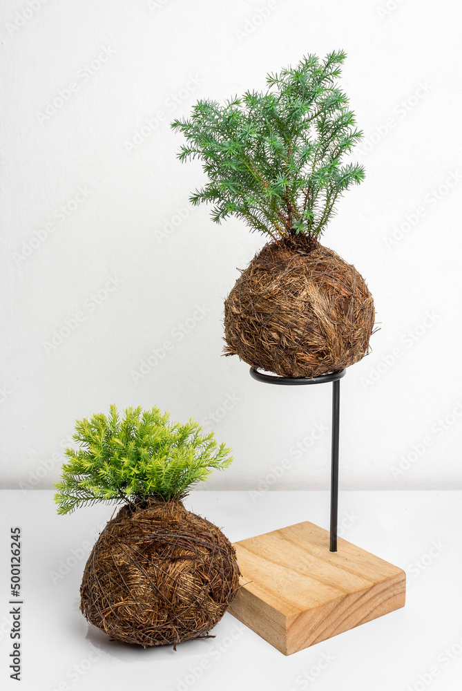 Pine Kokedamas on modern wooden bases, plant inside cocunut fibers ball ...