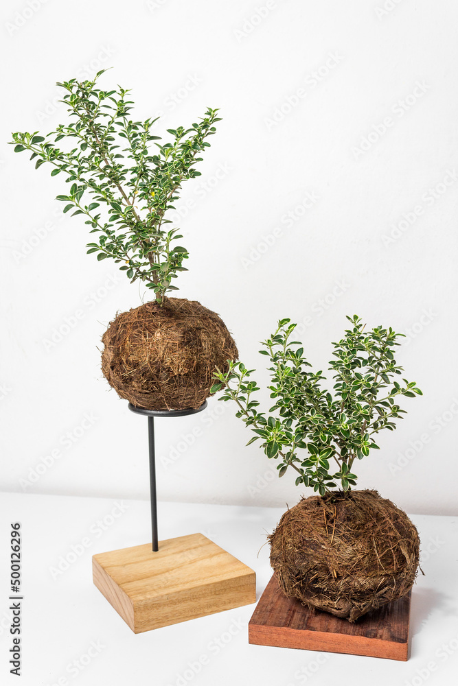 Kokedamas on modern wooden bases, plant inside cocunut fibers ball, DIY ...