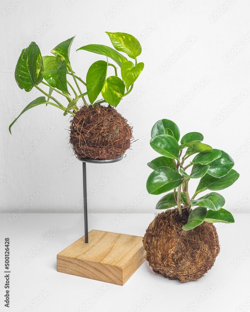Kokedamas on modern wooden bases, plant inside cocunut fibers ball, DIY ...
