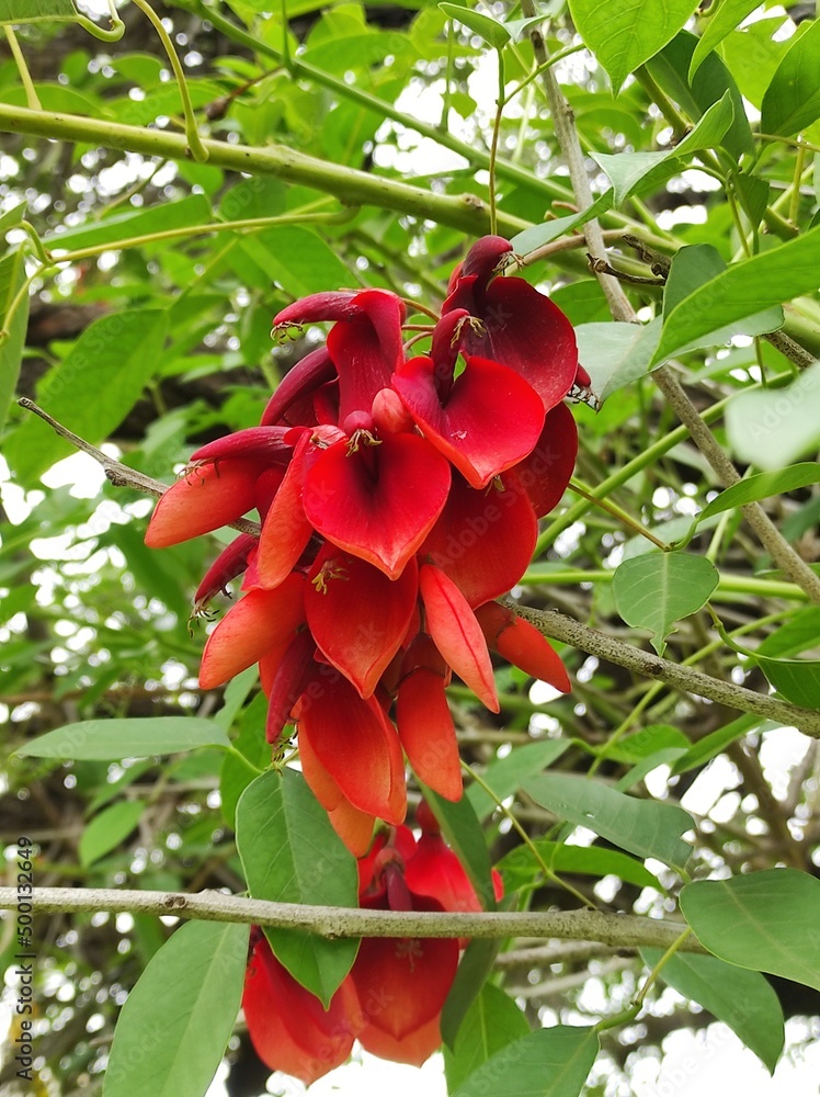 Fleurs de Ceibo, seibo, bucaré, rouge, fleur nationale de l'Argentine foto de Stock | Adobe Stock