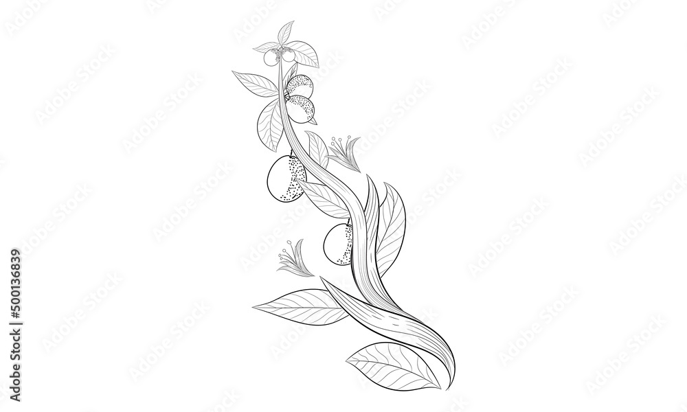 Guava fruit with leaves coloring page minimal graphic sketch line art ...