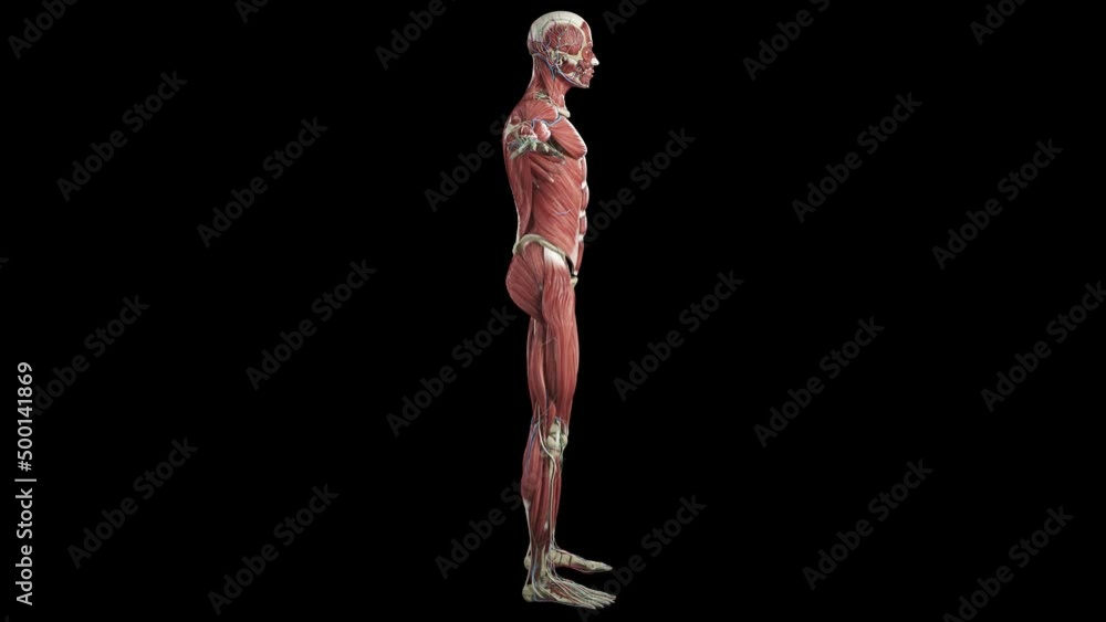 Muscular System complete animation, camera rotation showing all the ...