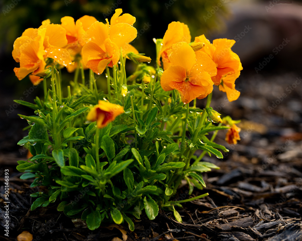 Yellow flowers in the garden Stock Photo | Adobe Stock