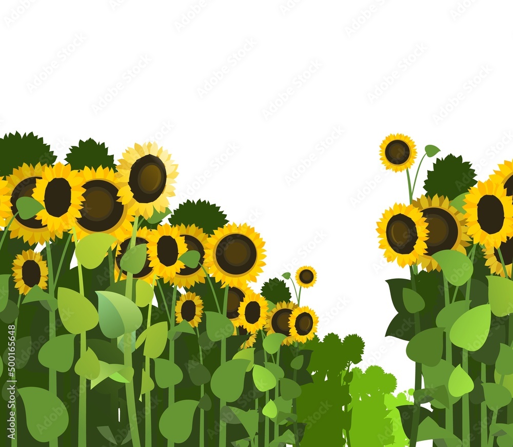 Sunflower grows in field. Harvest agricultural plant. Rural summer ...