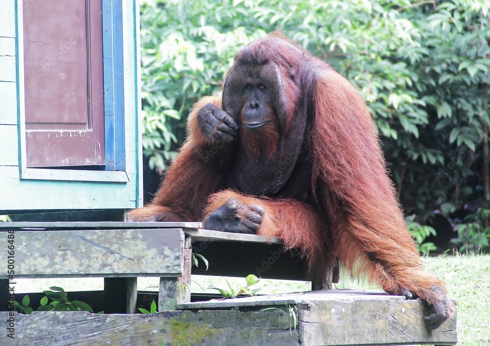 Orangutan (orang-utan) in his natural environment in the rainforest on ...