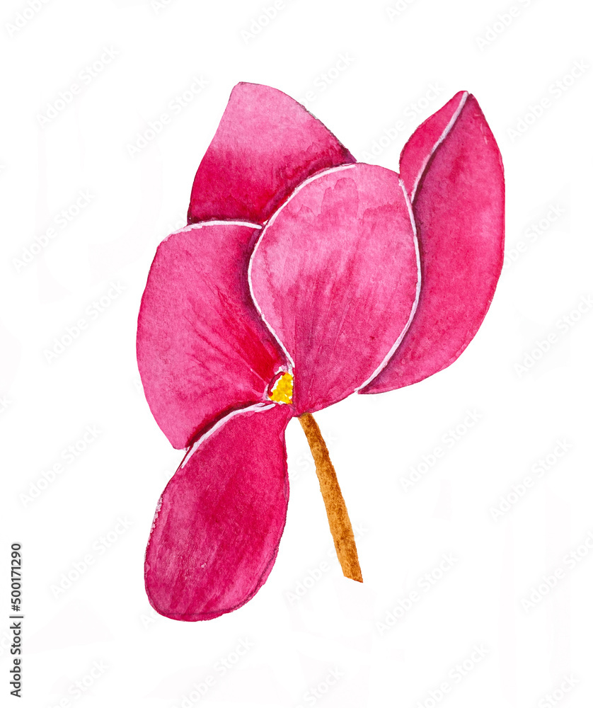 watercolor illustration of Cyclamen flower. Pink cyclamen flowers ...