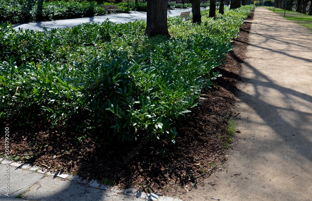 An evergreen shrub in front of a fence made of light wooden planks will ...