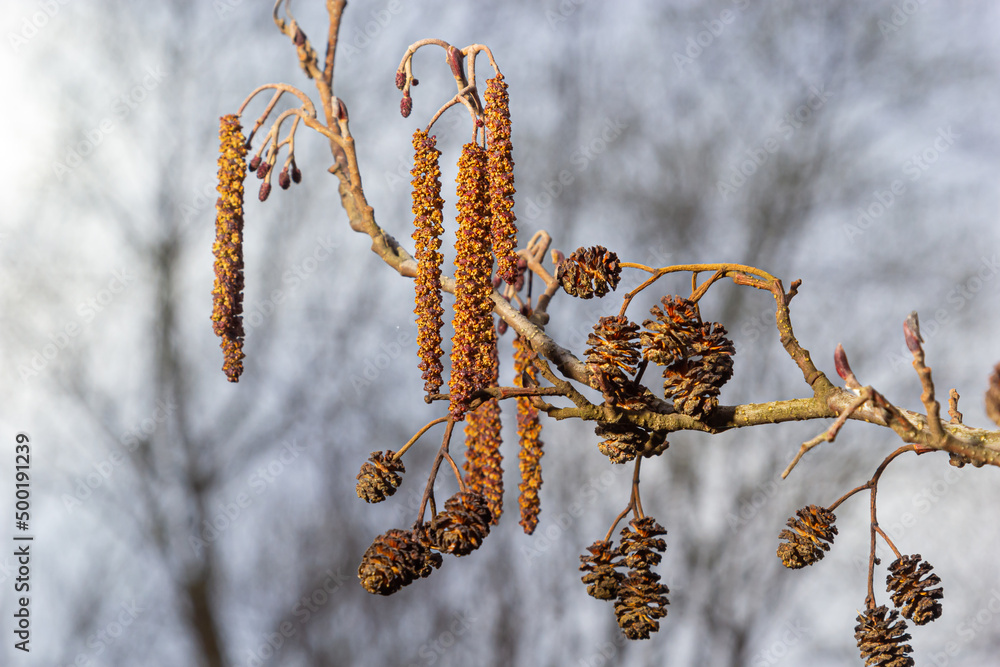 European alder, Alnus glutinosa, tree, close-up of cones and catkins in ...