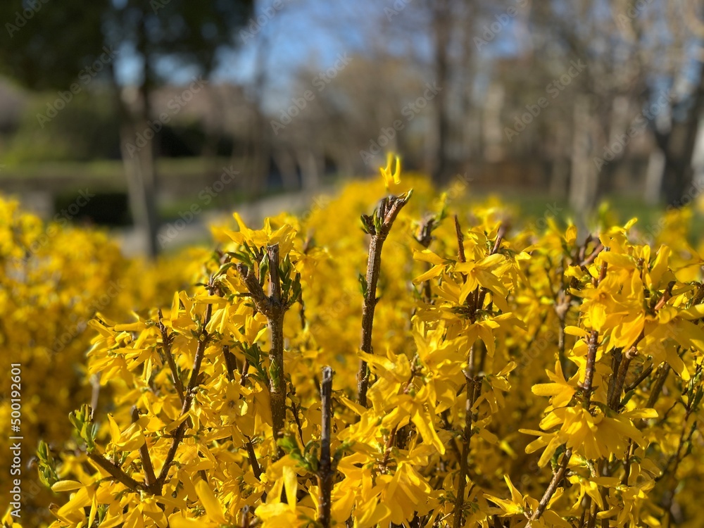 The bright-yellow flowers of a forsythia hedge shine out in early ...