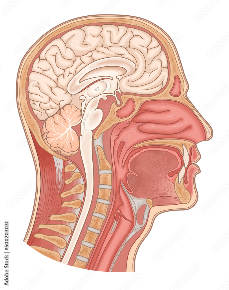 Plakat Sagittal section of human head and neck vector medical ... Plakat Sagittal section of human head and neck vector medical ...