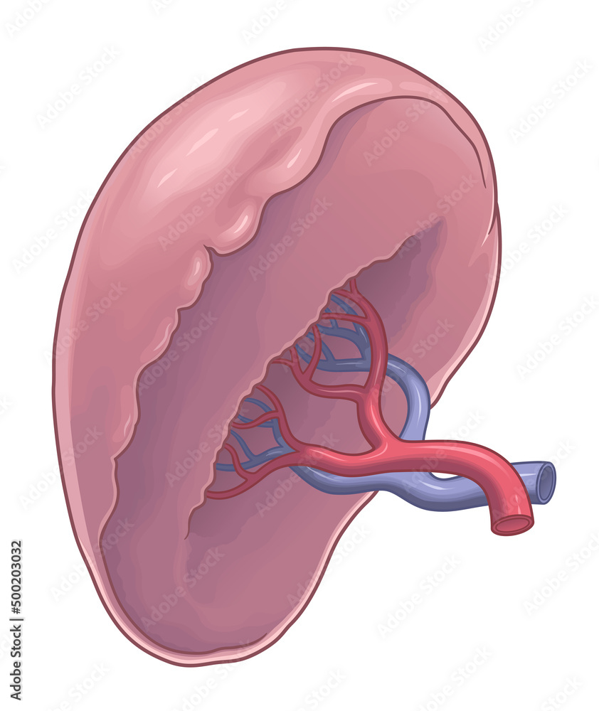 Spleen anatomy illustration. Vector illustration of human spleen with ...