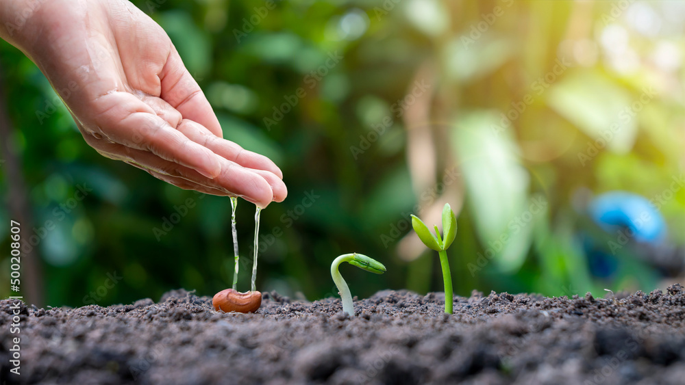 Displaying the stages of plant growth and watering of plants, planting ...