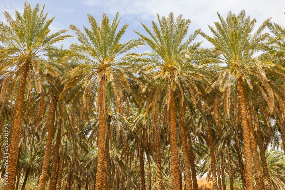 Date farm palm tree plantations at the Al Ula Oasis in Saudi Arabia ...
