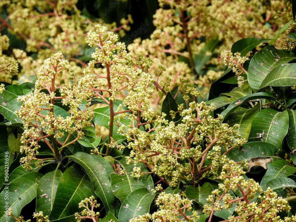 A close up shot of mango tree fruit sprouts and flowers. Mangifera ...