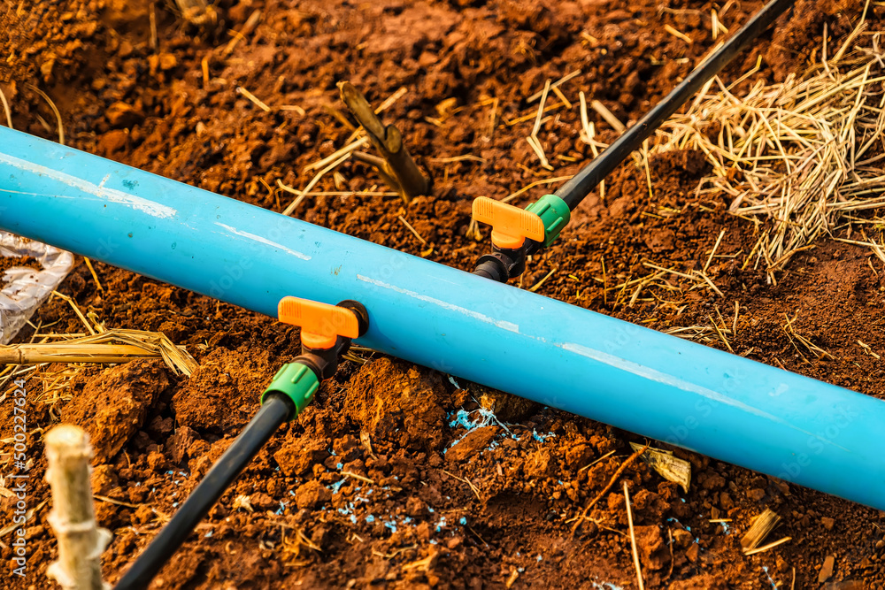 Installation of drip irrigation system used in agriculture. It is the ...