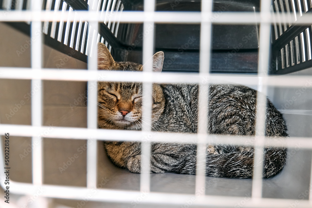 Sad Cat In Cage