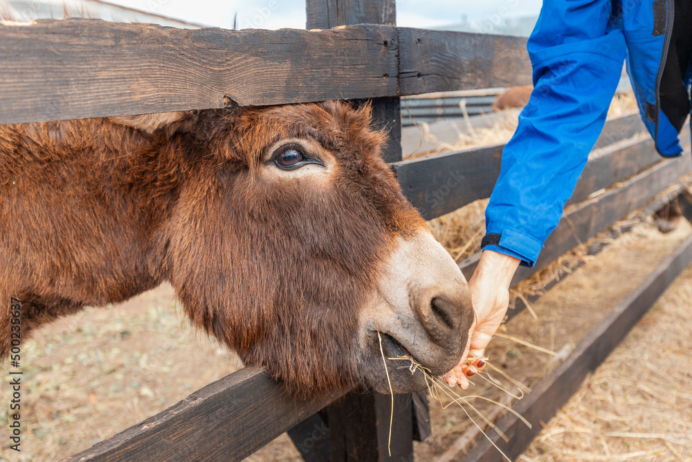Feeding funny donkey with teeth in a stall at a petting zoo or farm ...
