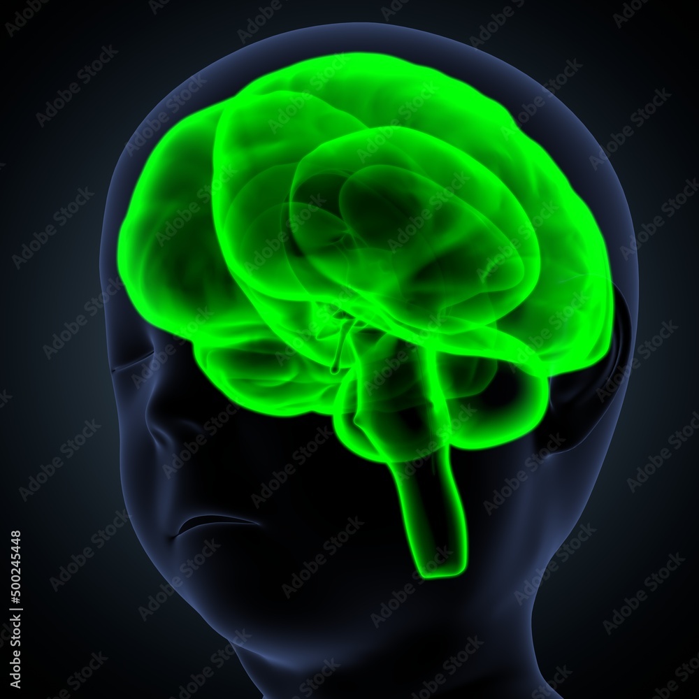 3d Illustration Of Human Body Male Kids Brain Anatomy Stock 3d-illustration-of-human-body-male-kids-brain-anatomy-stock