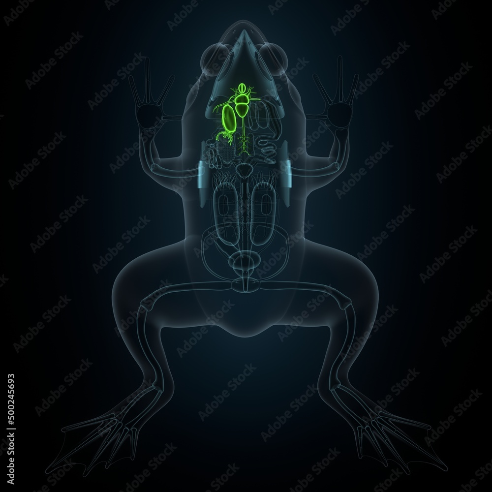 3d illustration of frog organs system anatomy Stock Illustration ...