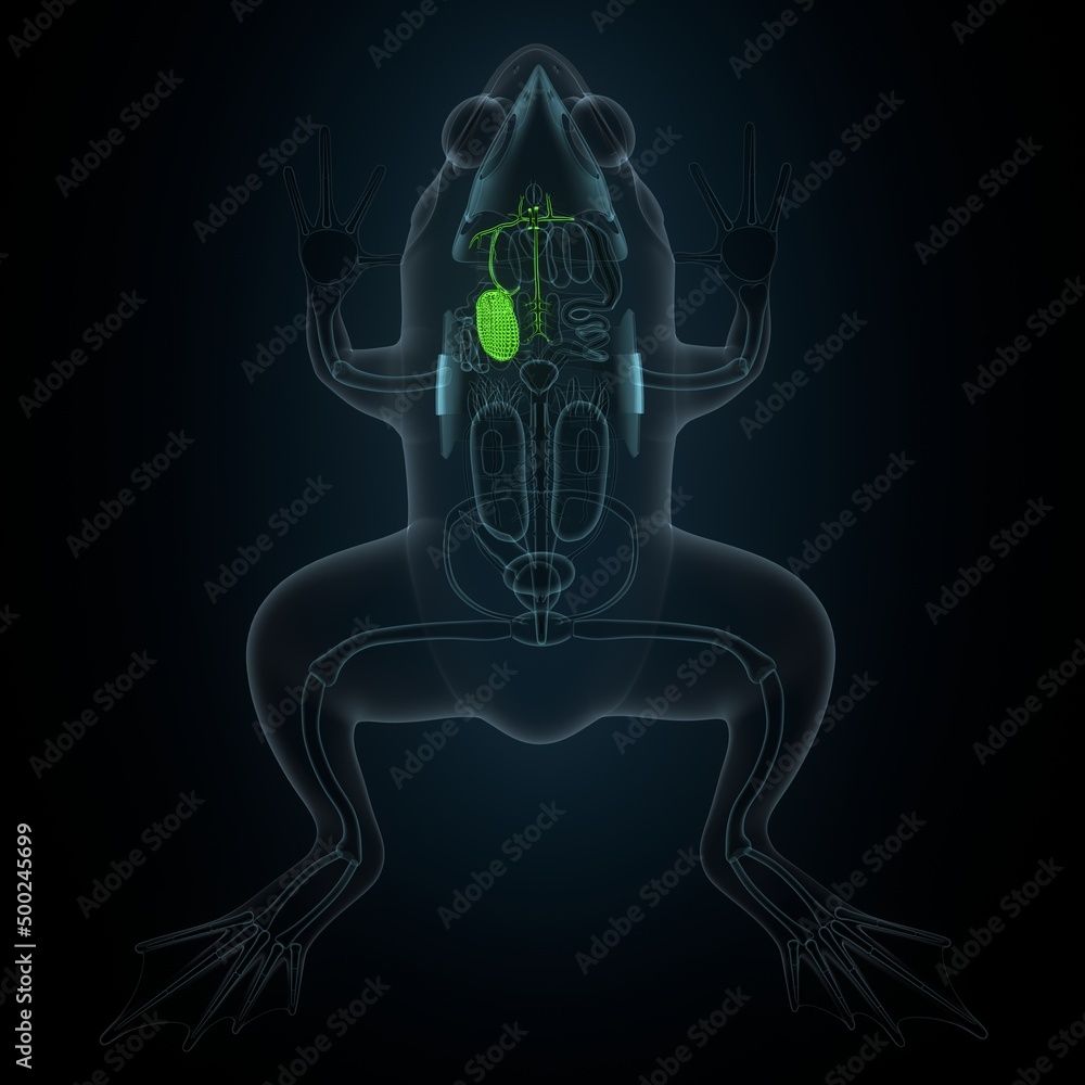 3d illustration of frog organs system anatomy Stock Illustration ...