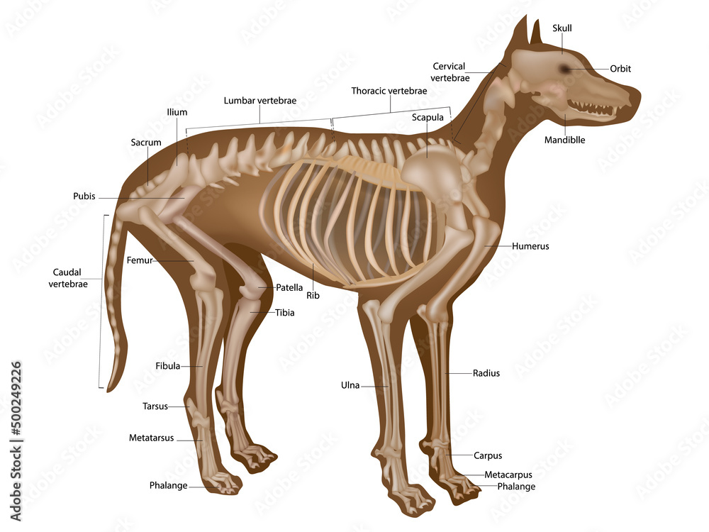 Dog skeleton with major bone elements. Canine skeleton veterinary ...